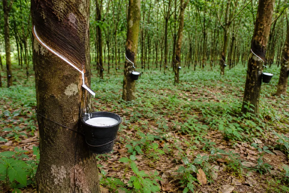 Why India’s Rubber Production Surged To 3.4 % In FY 2026?
